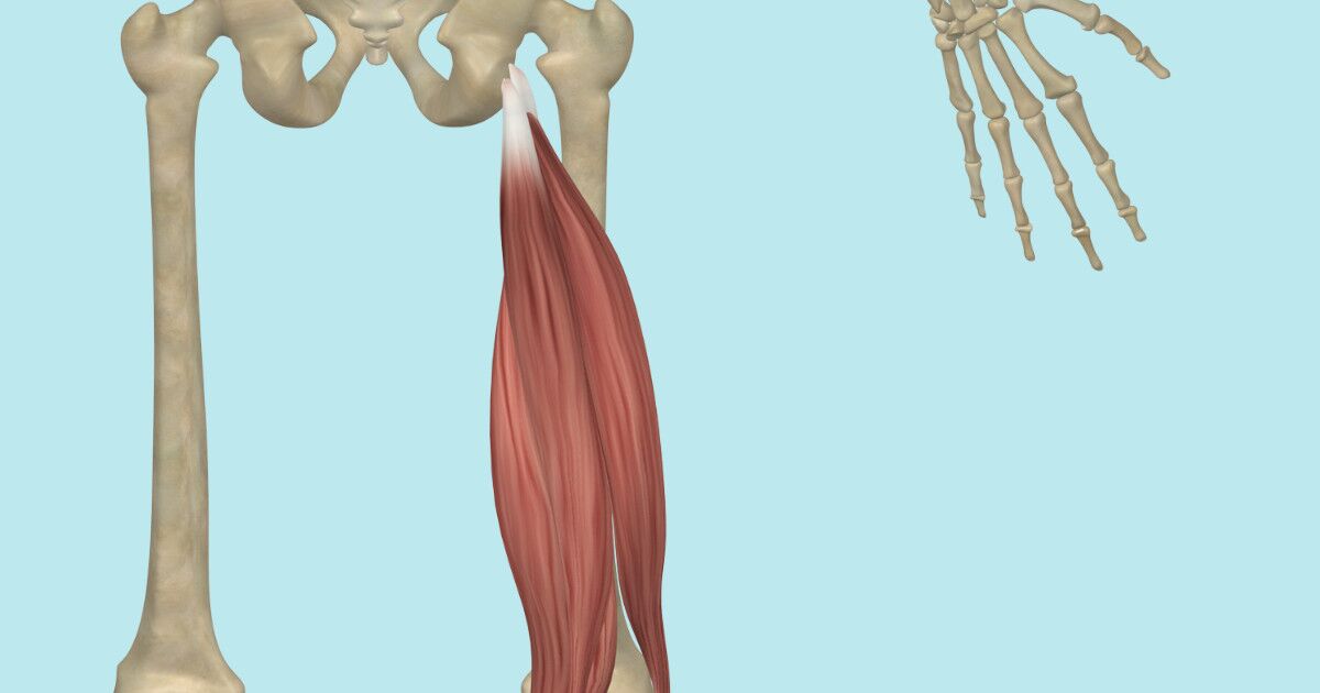 The Hamstring Muscles, Attachments & Actions - Yoganatomy