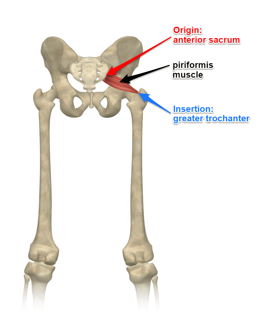 The Piriformis Muscle and Where it Attaches and its Actions